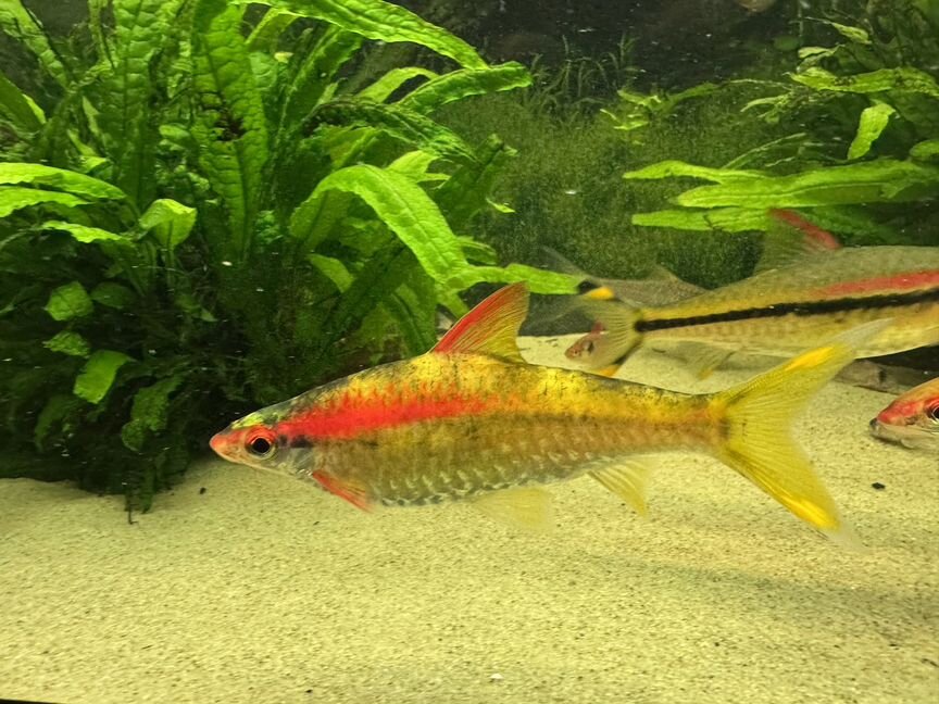 Барбус Денисони, сомы таракатумы