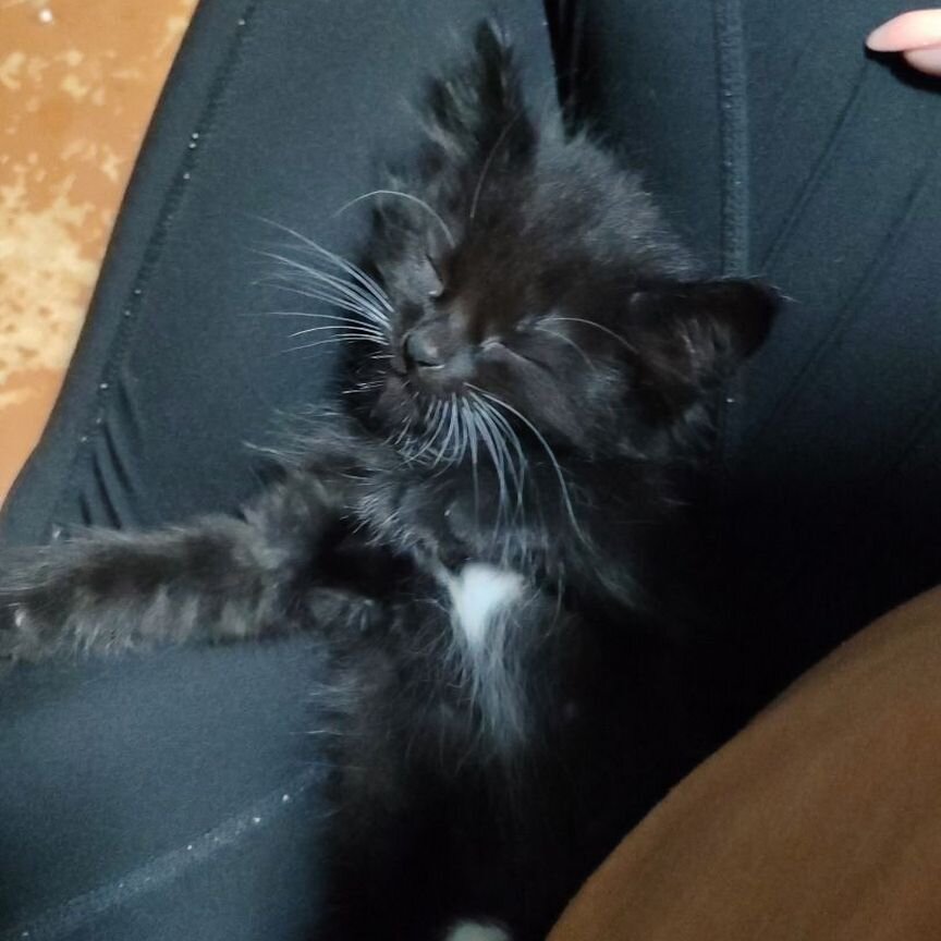 Черный котенок мальчик 1 месяц