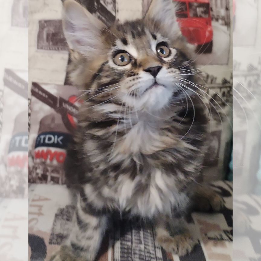 Мейн-кун котёнок