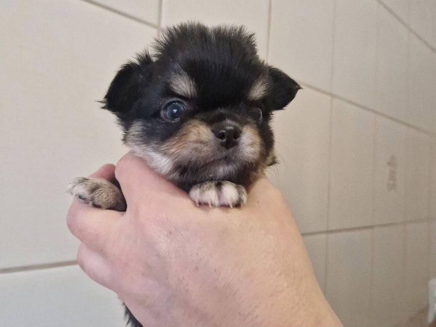 Щенки чихуахуа