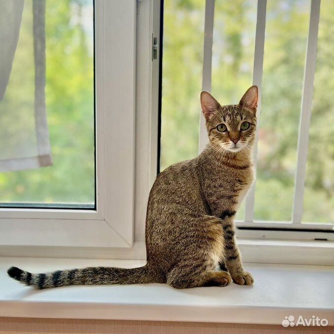 Котенок от бенгала в дар