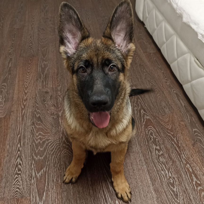 Немецкая овчарка, щенок