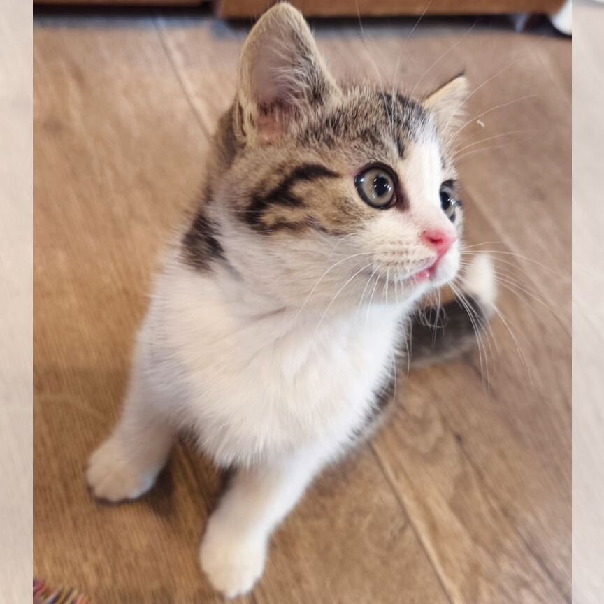 Котёнок от частного владельца
