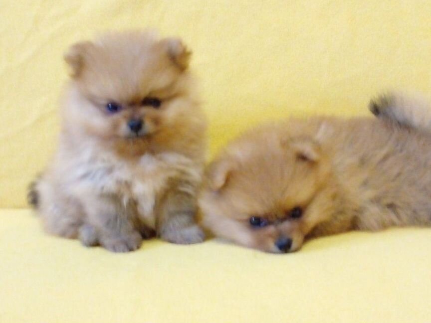 Девочки шпица