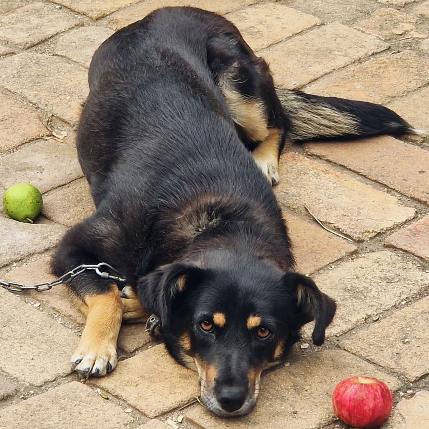 Взрослая собака в добрые руки