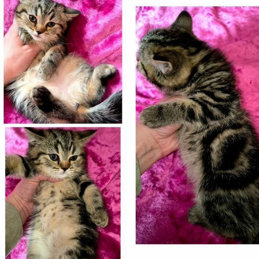Британский короткошёрстный котёнок
