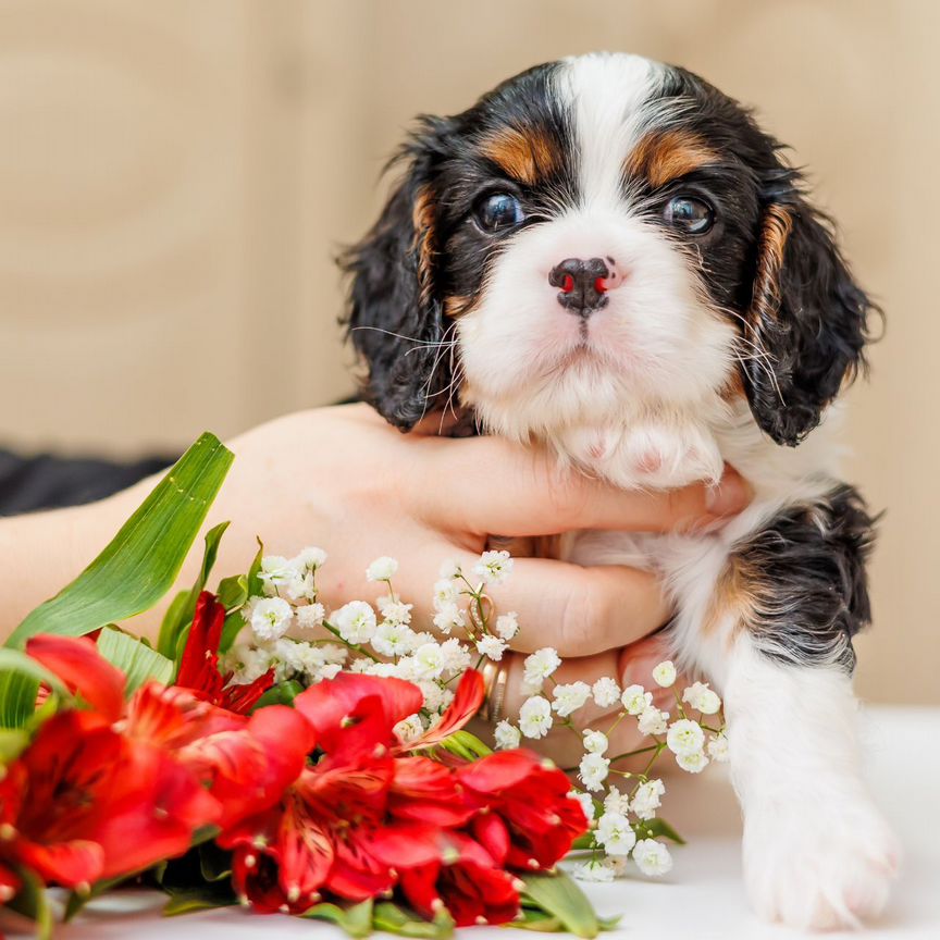 Кавалер Кинг Чарльз Спаниель