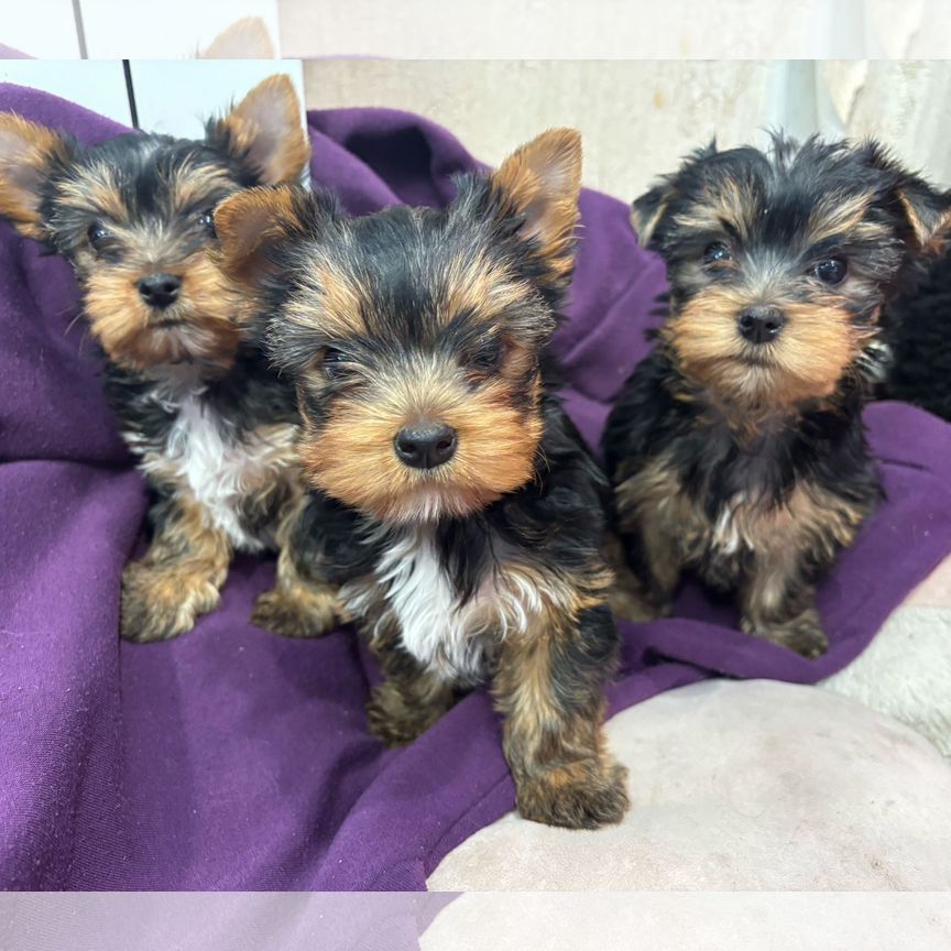 Йоркширский терьер, щенок