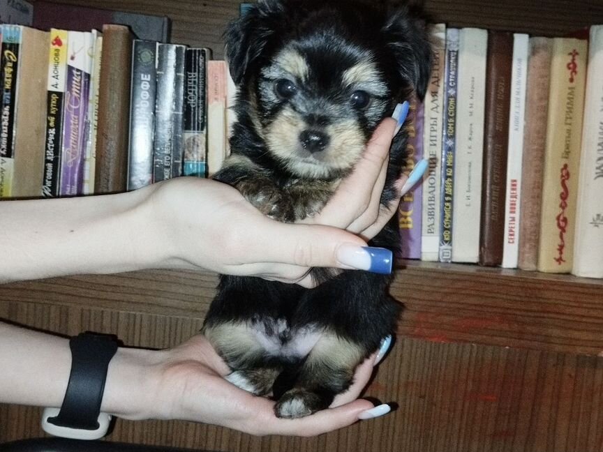 Щенки чихуахуа