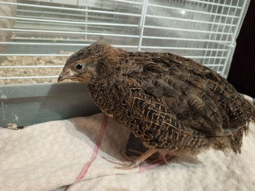 Отдам в добрые и ответственные руки