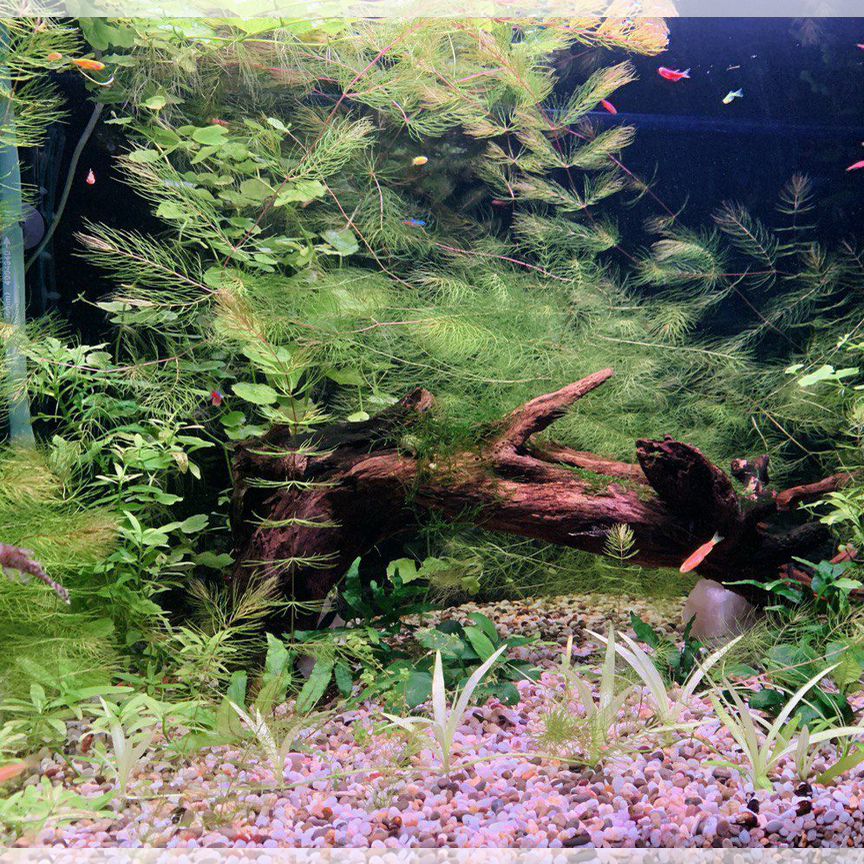 Роголистник - прополка