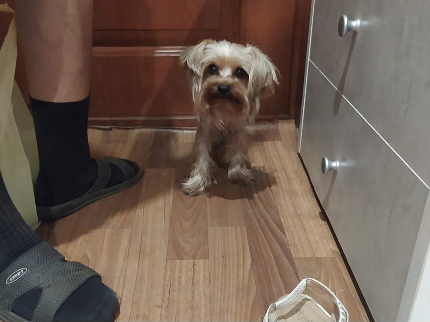 Найдена собачка йоркширский терьер