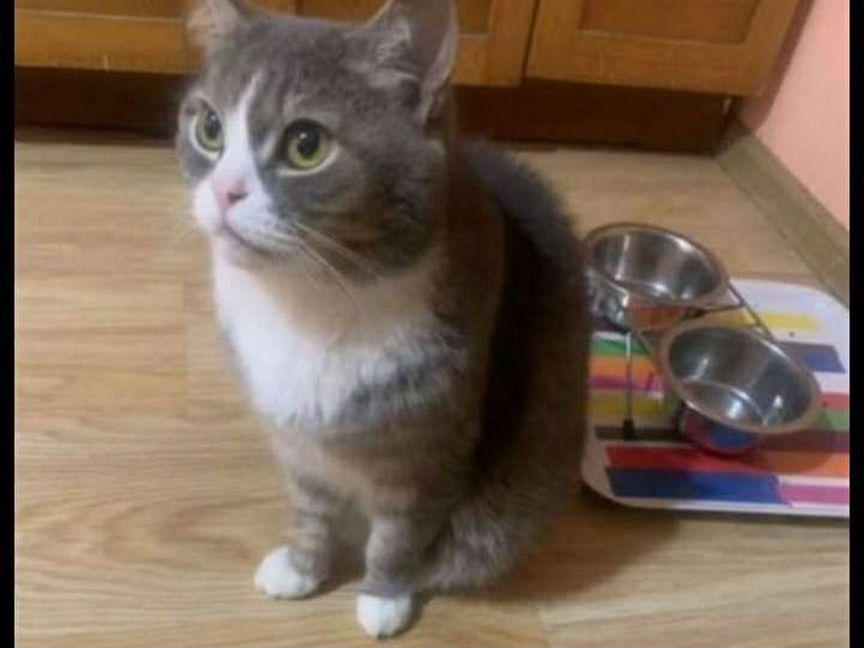 Кошка