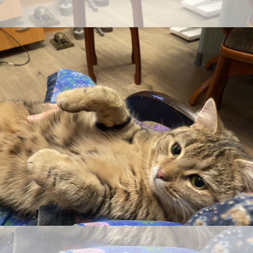 Европейский короткошёрстный котёнок