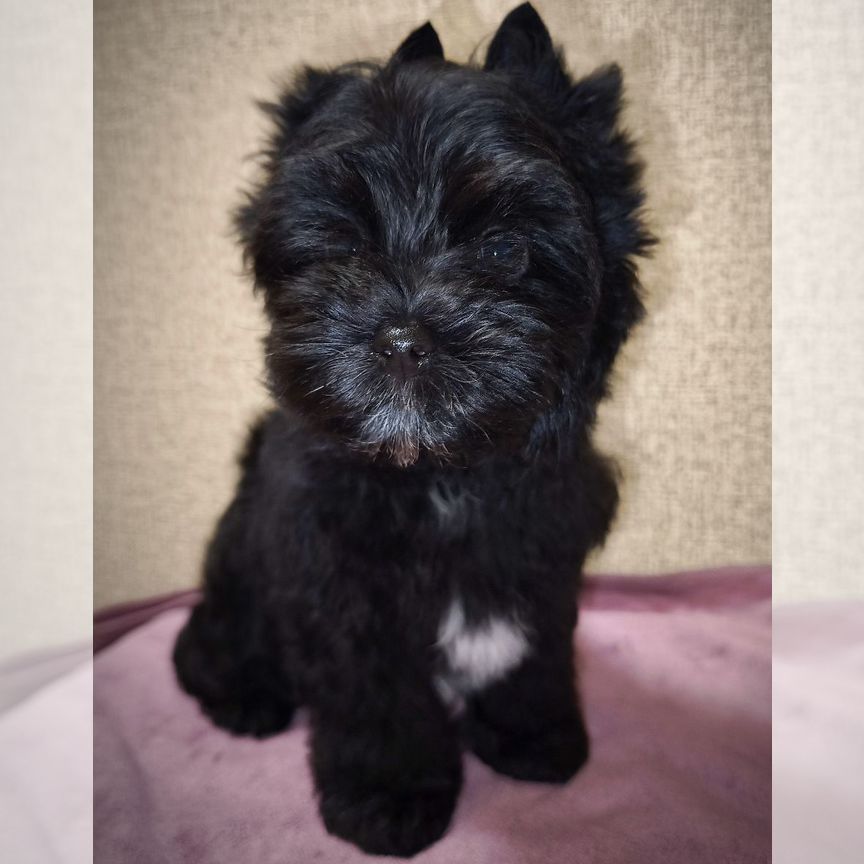 Йоркширский терьер, щенок