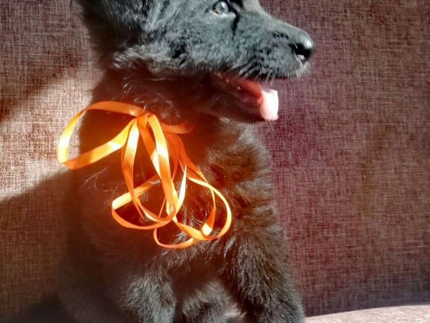 Щенки немецкой овчарки Д/ш