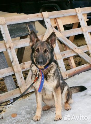 Взрослая собака овчарка в добрые руки бесплатно