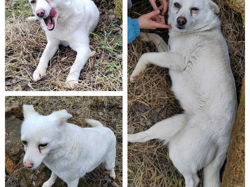 Маленькая собака в добрые руки