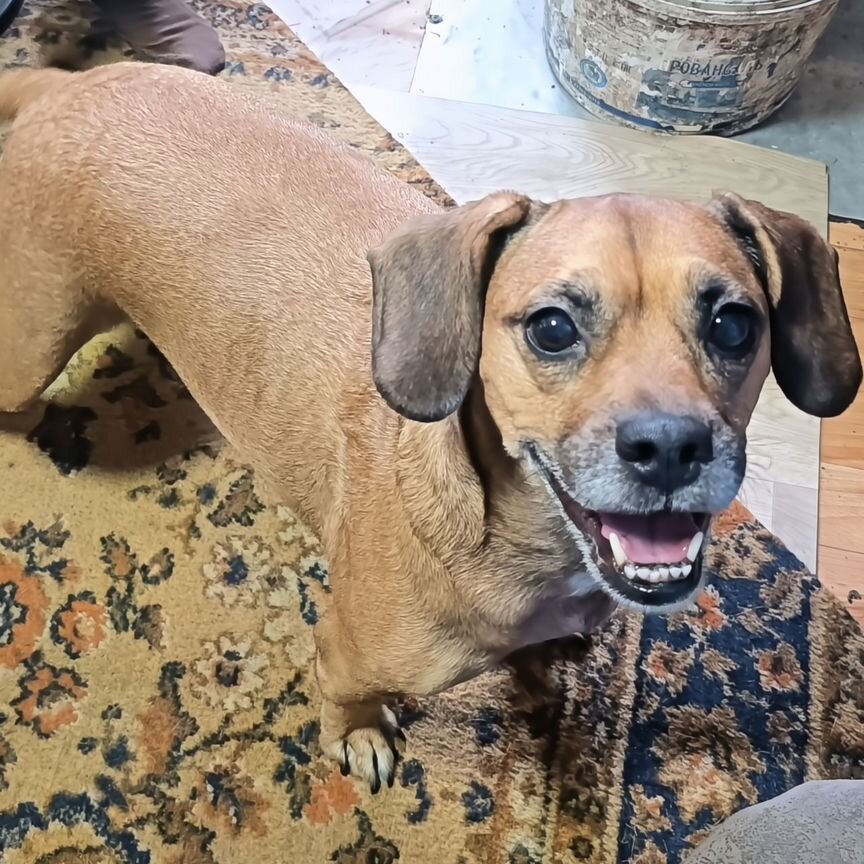 Такса, взрослая собака