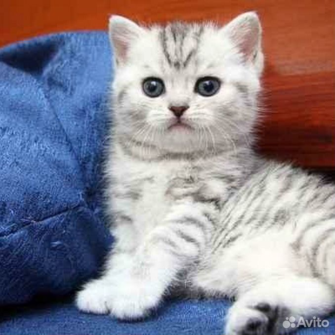 Лапушка серебристая