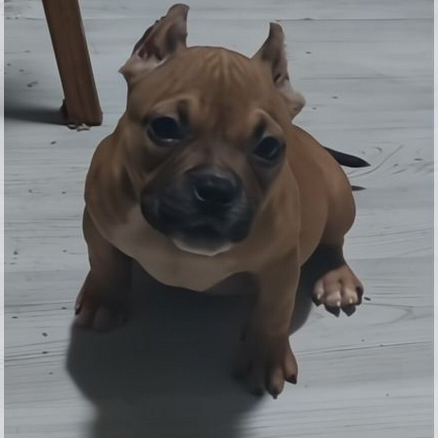 Американский булли, щенок