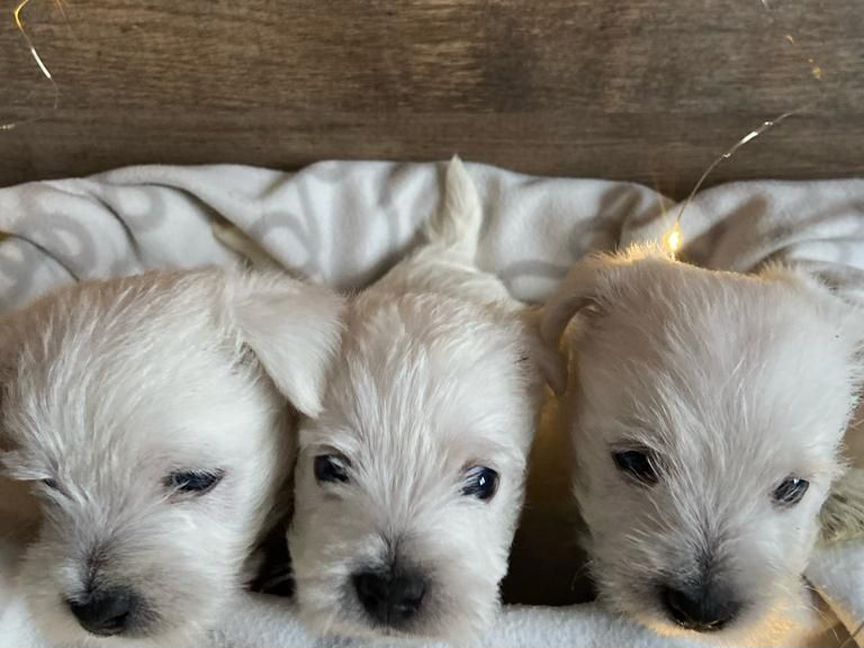 Щенки вестики