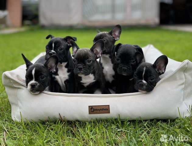 Щенки французского бульдога