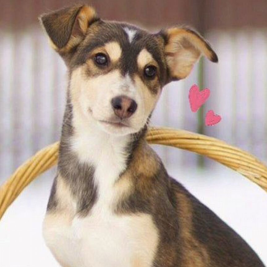 Щенок в добрые руки