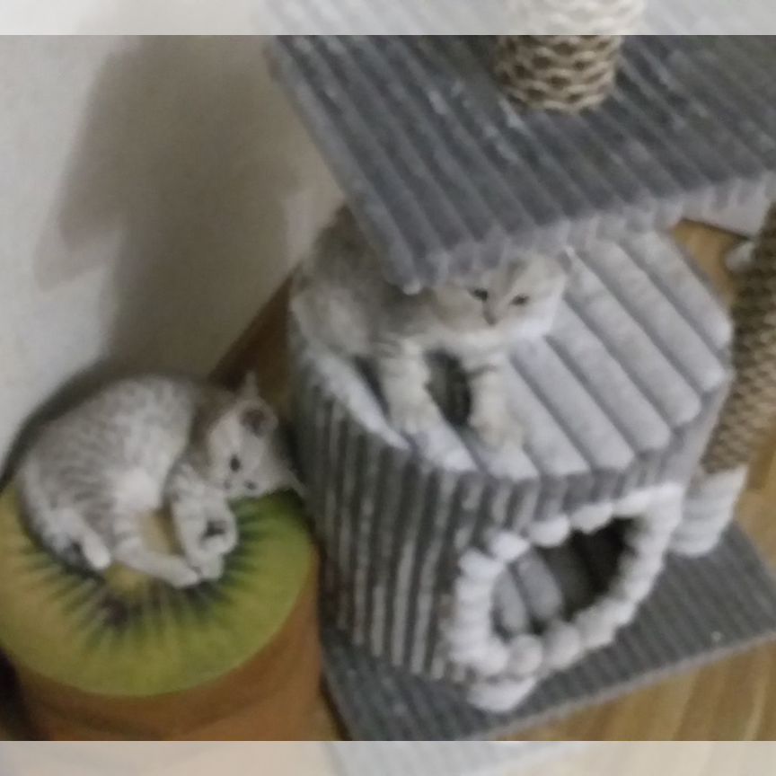 Шотландский котенок, ушки прямые