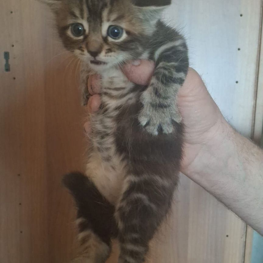 Малышка красотка полосатик сбоку спинка в сполохах