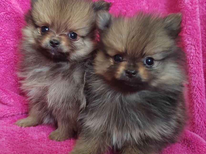 Мини шпицики