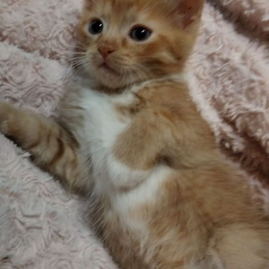 Котята