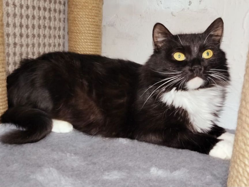 Самая нежная и ласковая кошечка в добрые ручки