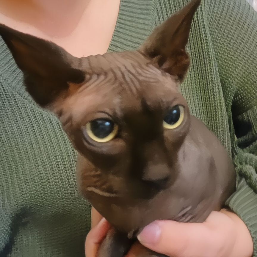 Канадский сфинкс, взрослый кот