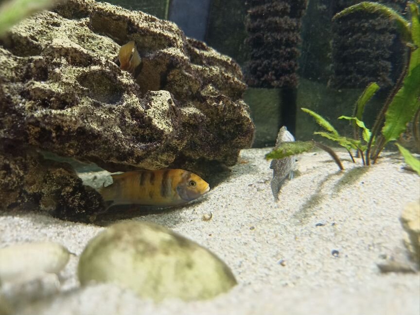 Мармеладная зебра