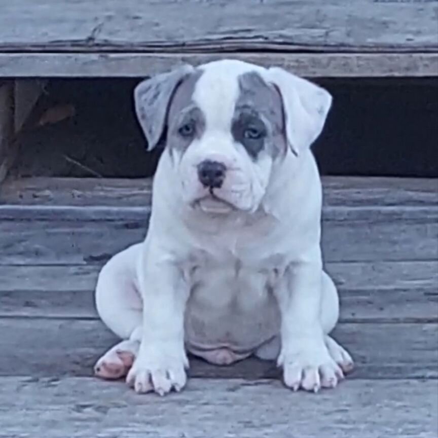 Американский булли