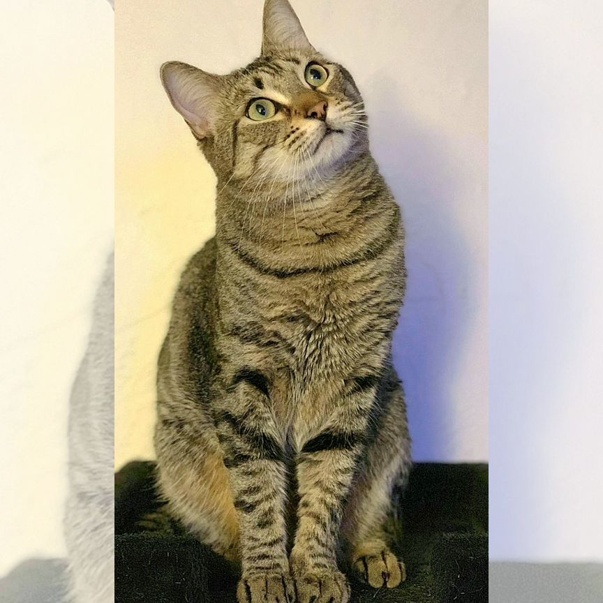 Кошка