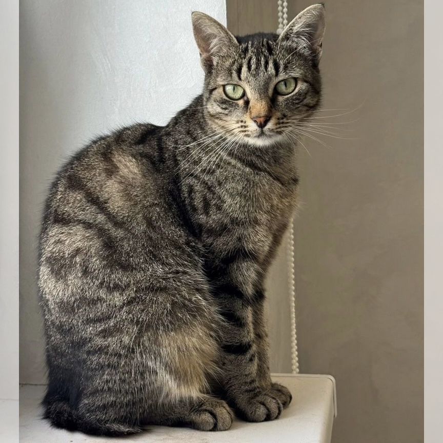 Взрослая, Девочка кошка в добрые руки