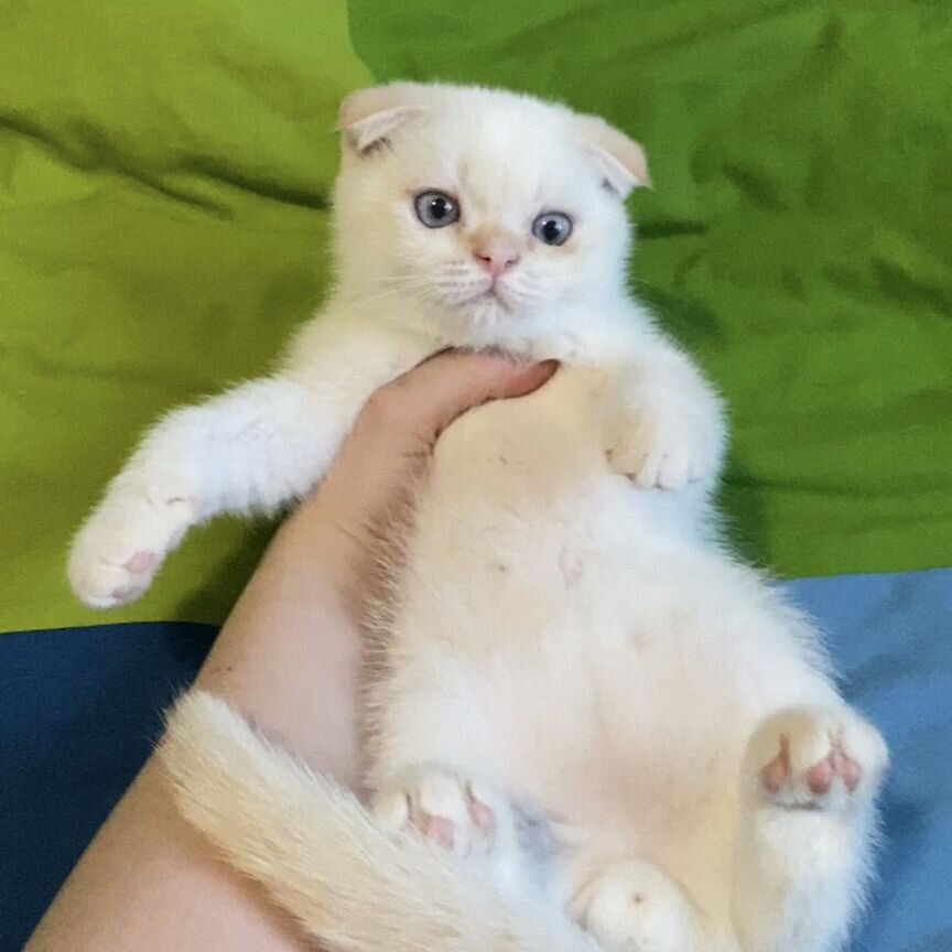 Шотландские котятки с документами