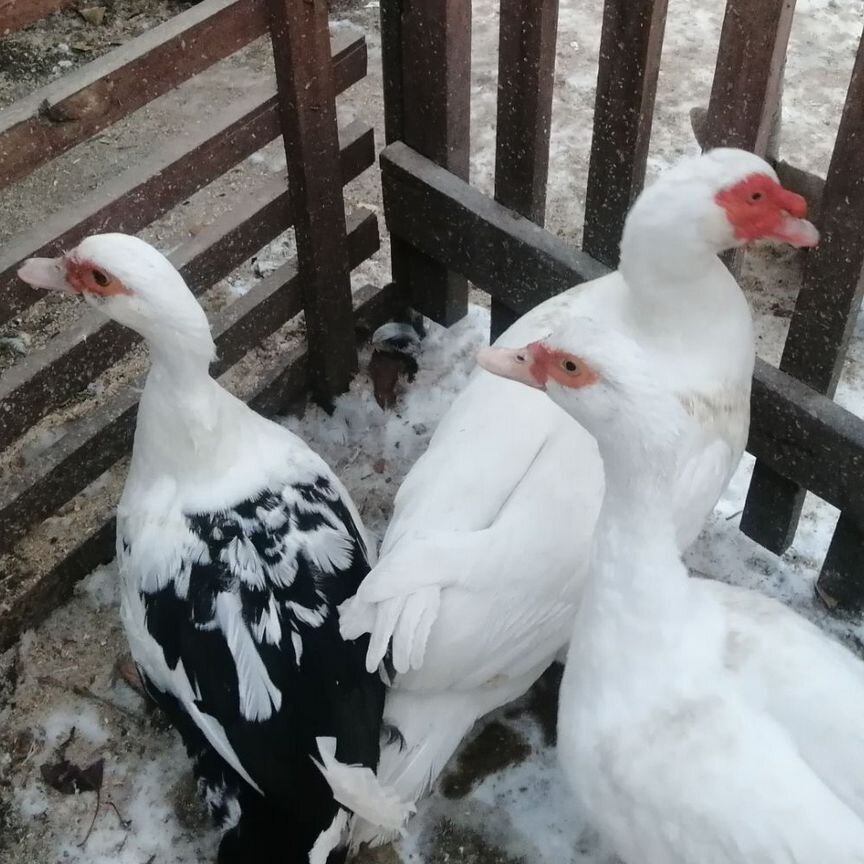 Продам селезня индоутки