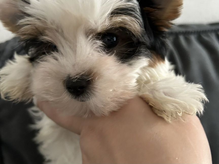 Бивер йорк мини мальчишка