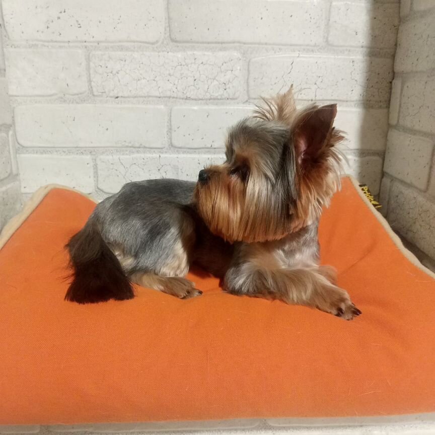 Йоркширский терьер