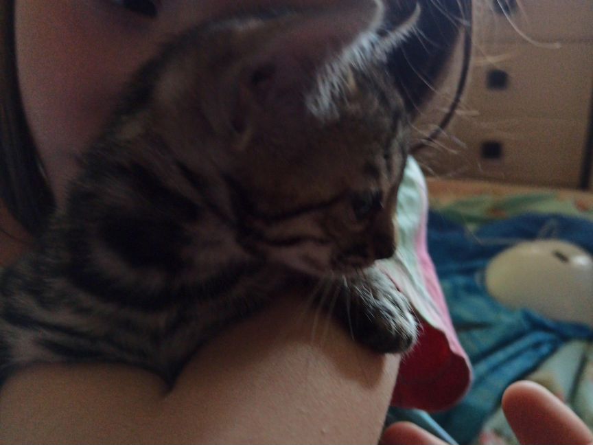 Продается кошечка бенгал