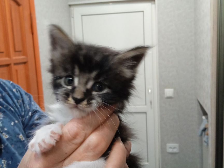 Продажа котят Мэйн-кун