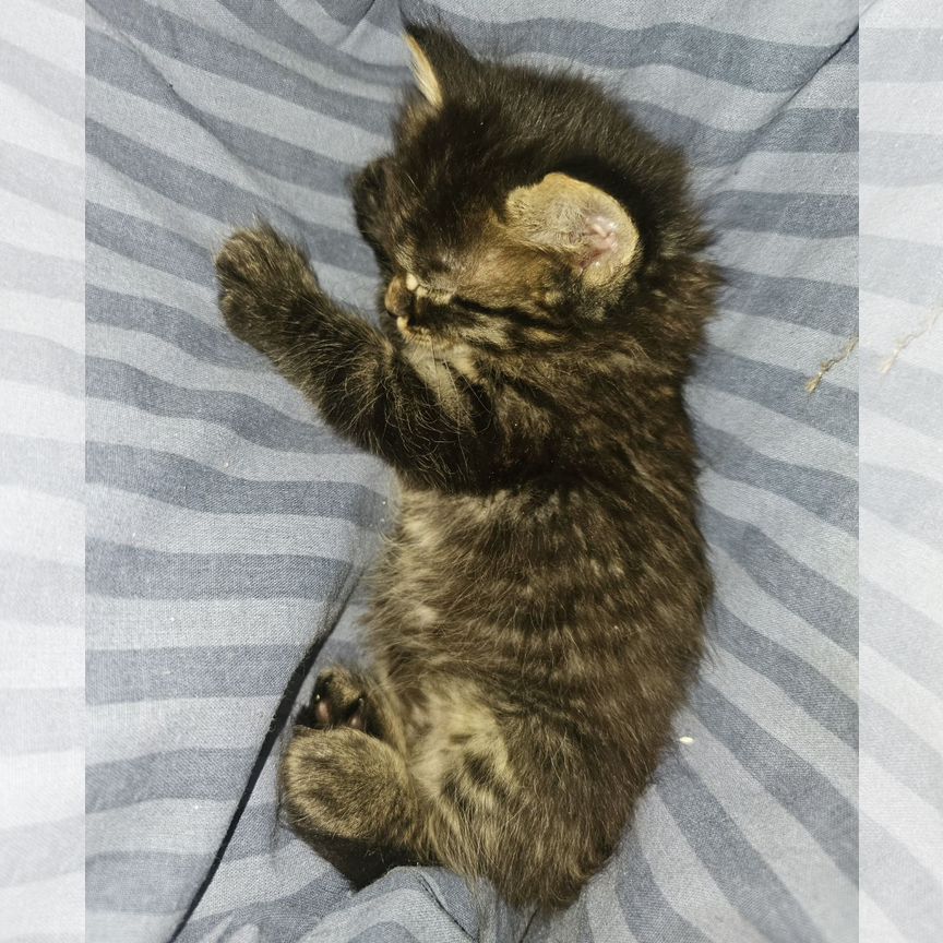 Котёнок в добрые руки