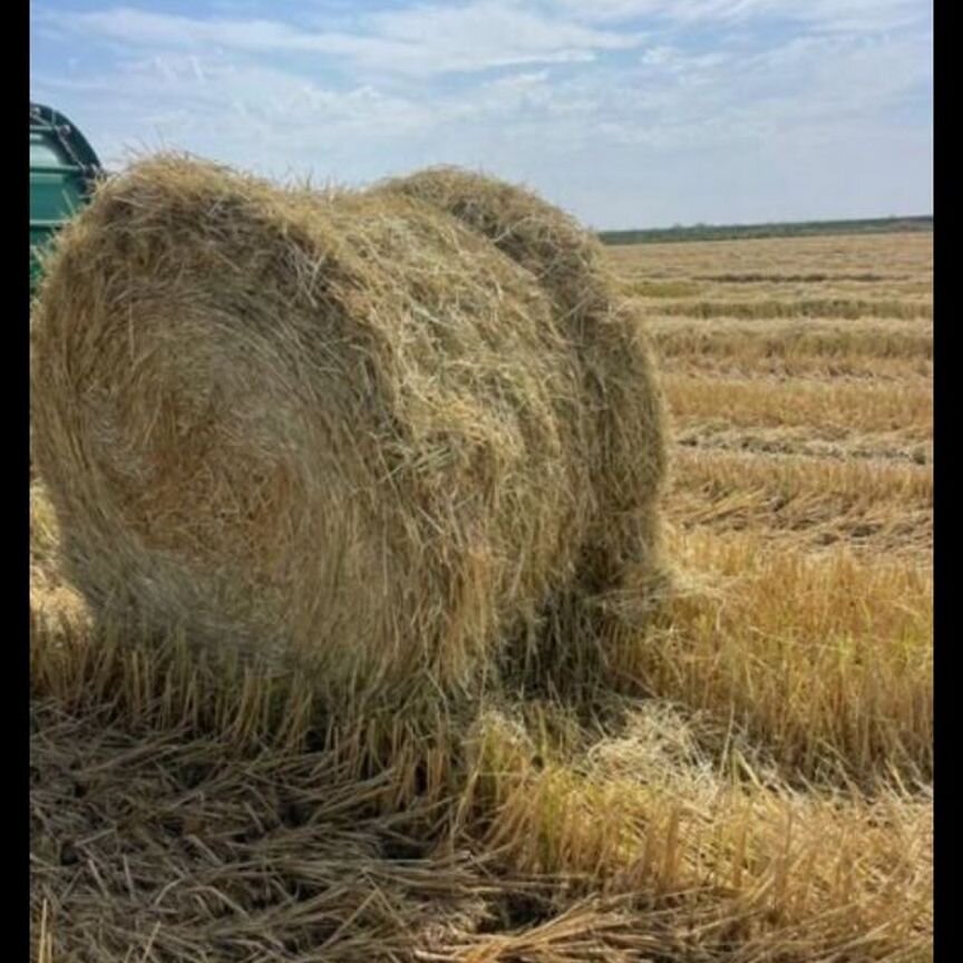 Салома рисовая