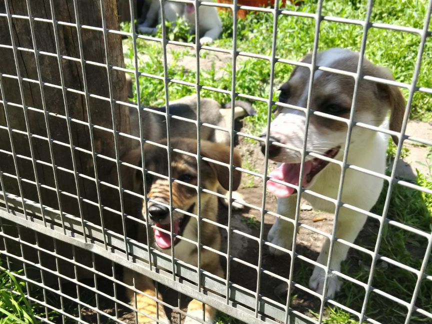 Щенки ждут своего хозяина