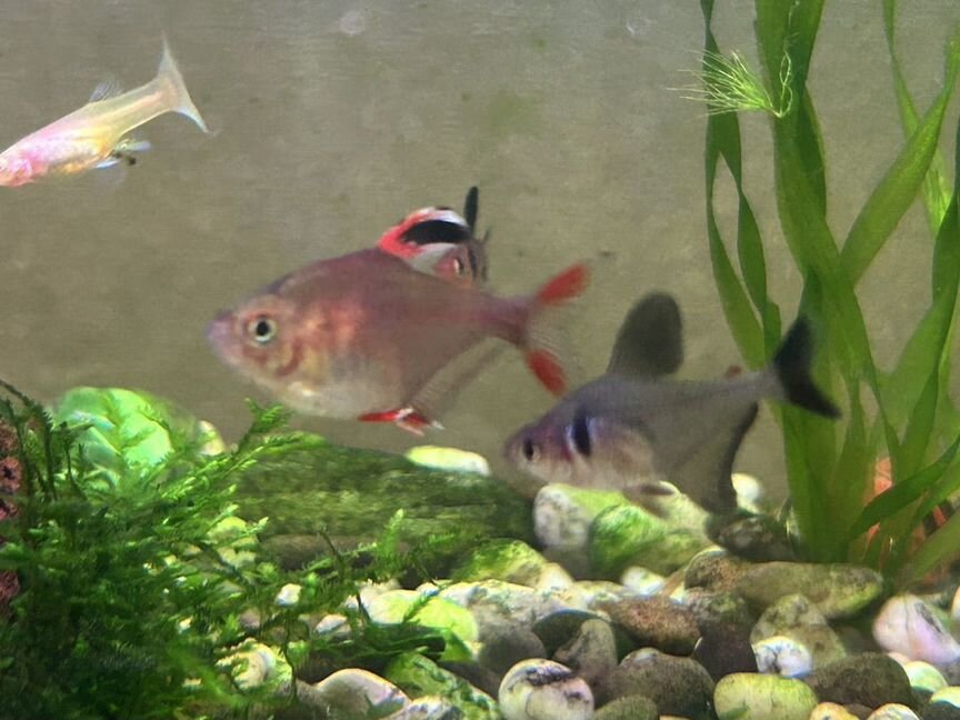 Орнатус белоплавничный за всех