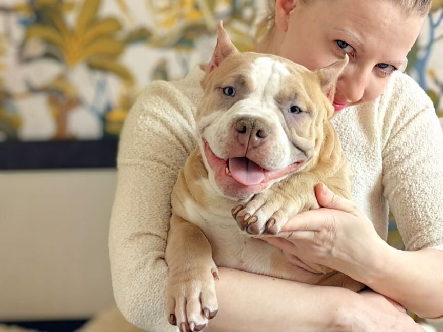 Американский булли стандарт