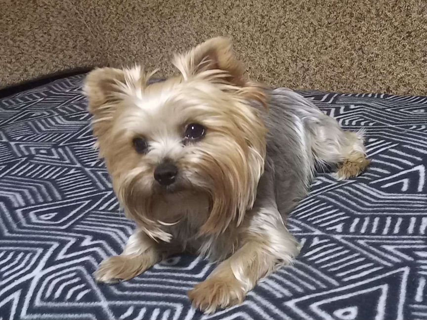 Йоркширский терьер мини вязка